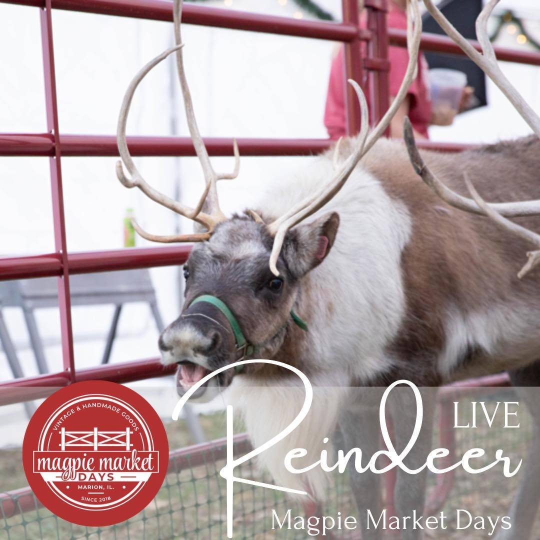 Live Reindeer at MMD - visitSI Marion, IL